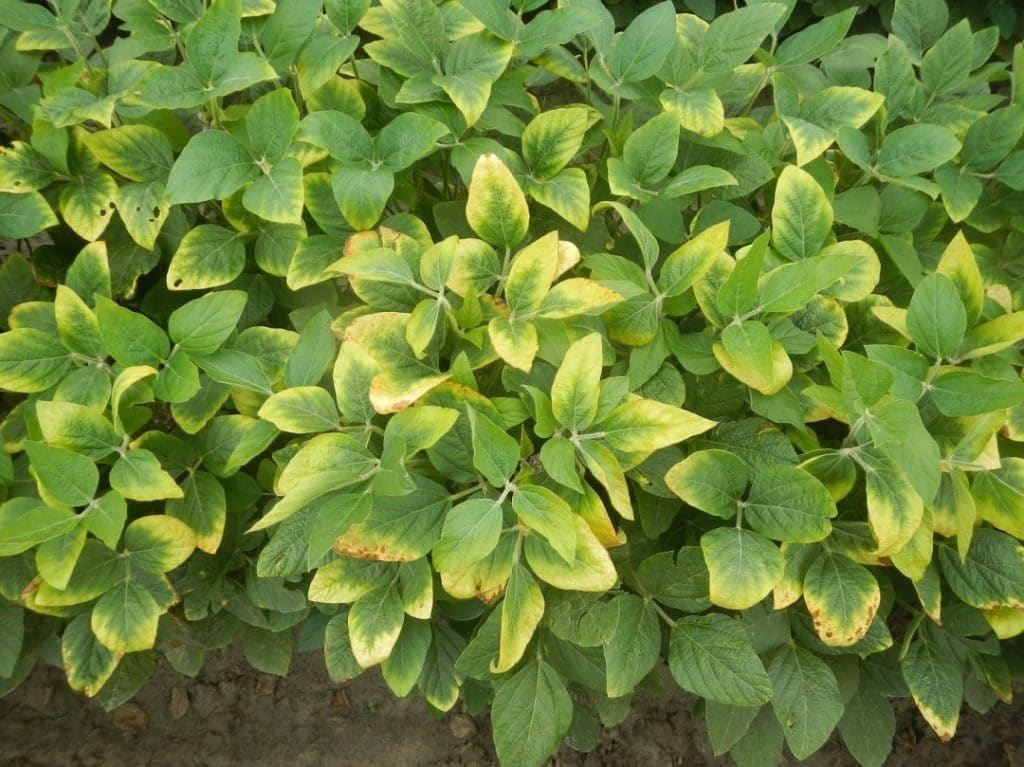 Chlorose : Symptômes et traitement