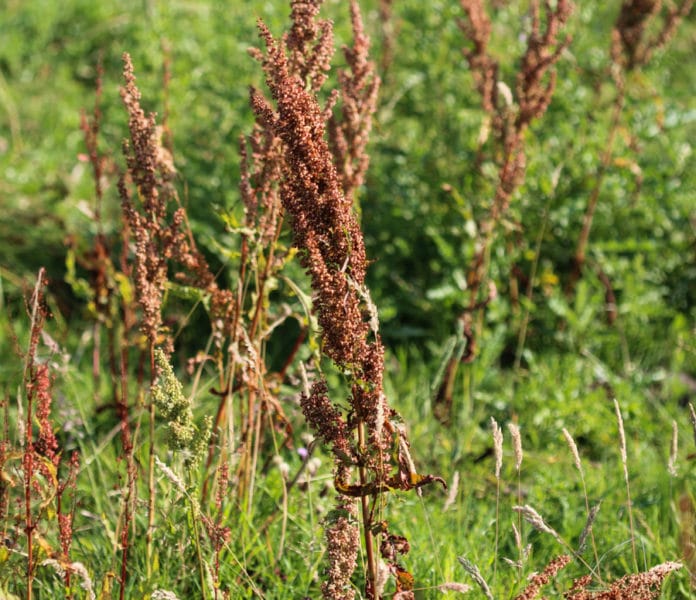 Comment se débarrasser du rumex de manière naturelle