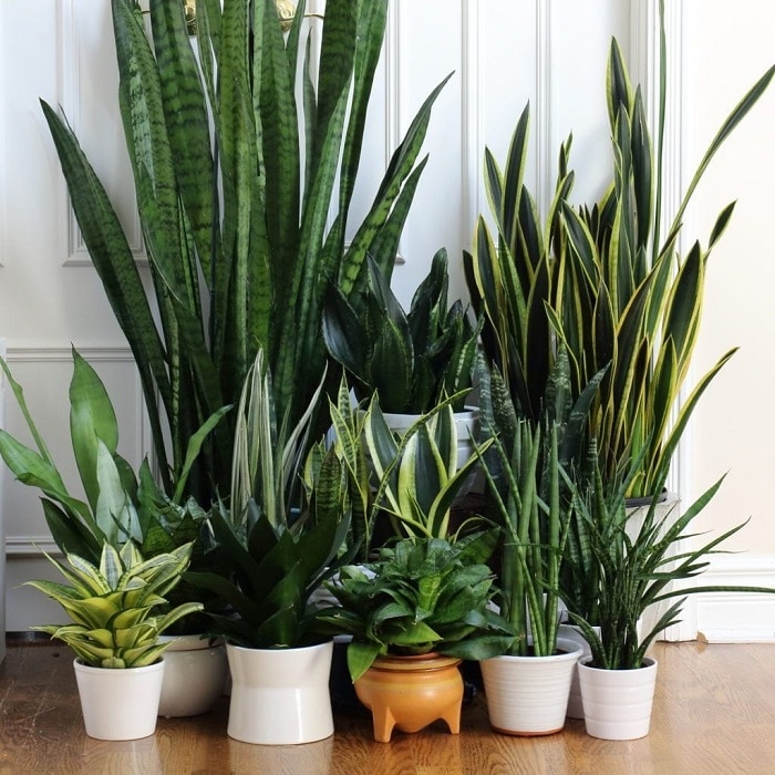 Quelle plante grasse pour l'intérieur? - Aménagement