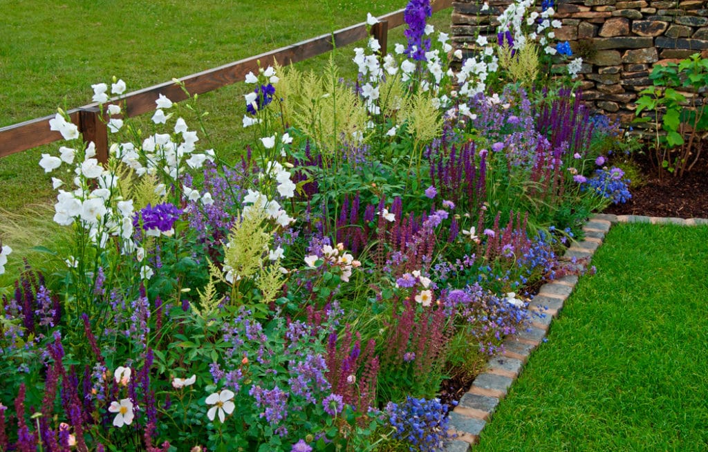 Fleur Vivace Pour Bordure