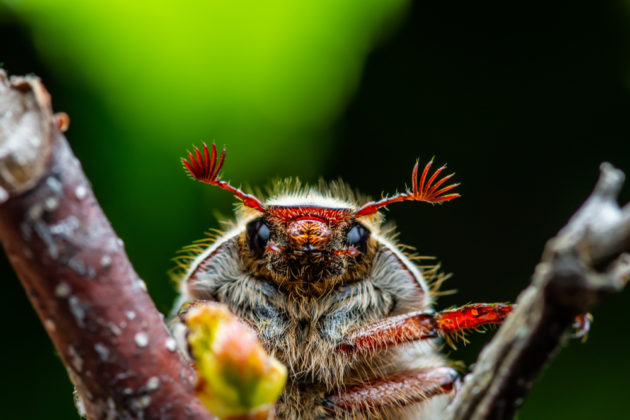 Comment se débarrasser des hannetons et des larves au jardin?