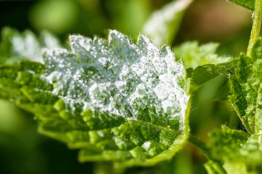 Oïdium : quel traitement et solutions naturelles ? Jardin