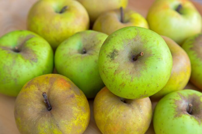 Pomme De Varit Ancienne 12 Lettres