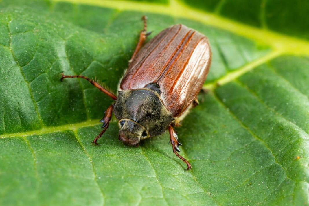 Tout savoir du hanneton au jardin